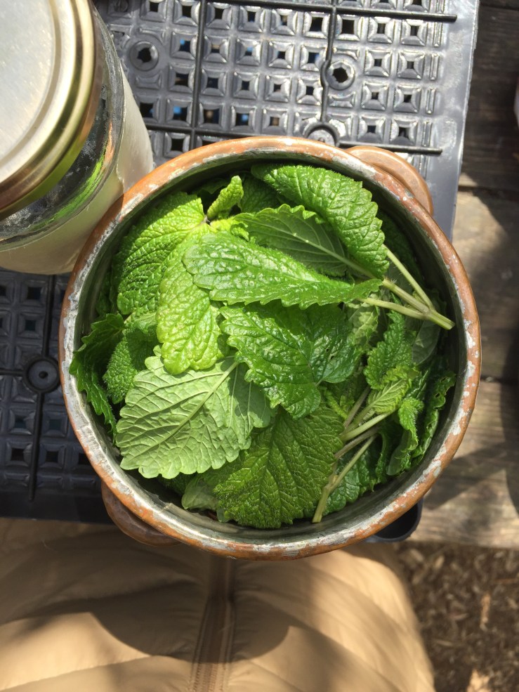 Distilling Lemon Balm – The Atlas Apothecary Sourcebook