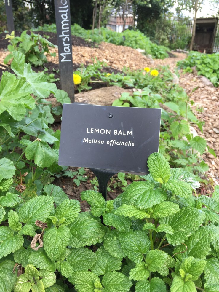 Distilling Lemon Balm – The Atlas Apothecary Sourcebook