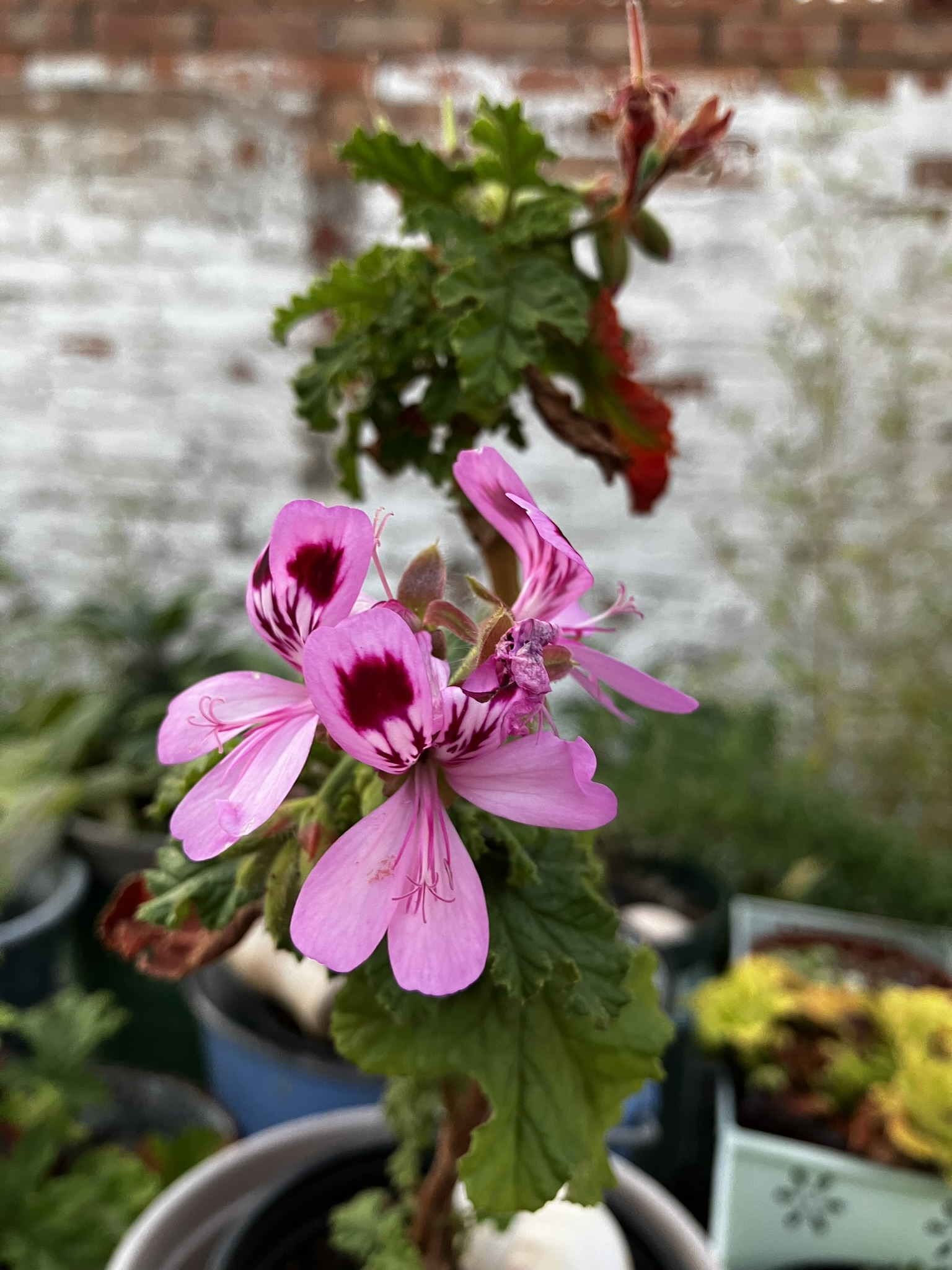 ~ Love Notes from the Summer Solstice ~ – The Atlas Apothecary Sourcebook