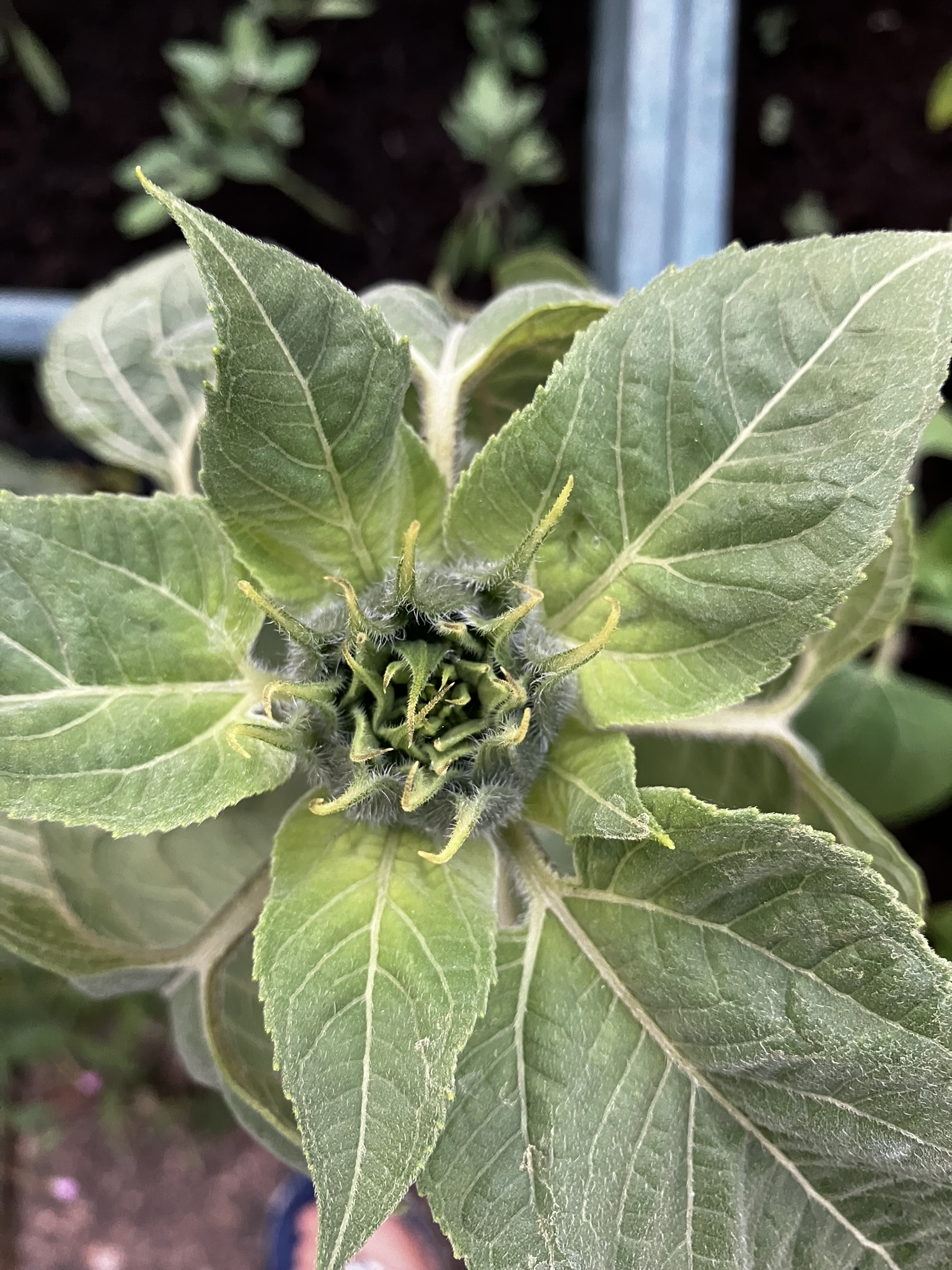 ~ Love Notes from the Summer Solstice ~ – The Atlas Apothecary Sourcebook